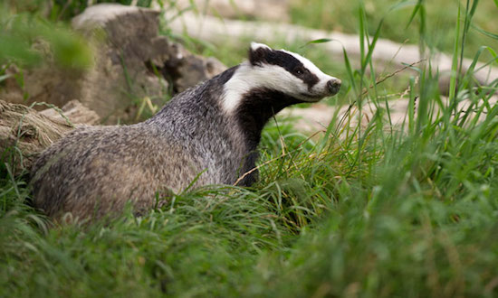 Ασβός: ένα ξεχωριστό νυχτόβιο ζώο - dasarxeio.com