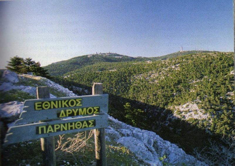 Σε μαρασμό το ελατοδάσος της Πάρνηθας - Σε κίνδυνο το κόκκινο ελάφι ...