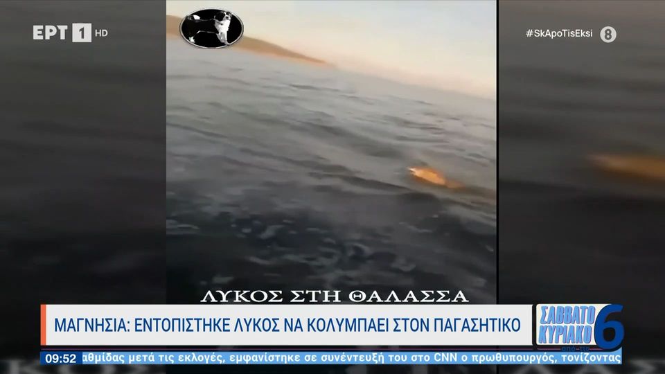 Ο λύκος που κολυμπούσε στον Παγασητικό έγινε... viral - dasarxeio.com