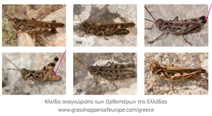 Θερινό Σχολείο για τα Ορθόπτερα (έντομα) - dasarxeio.com