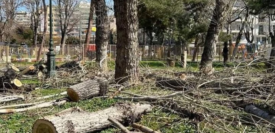 Αντίθετο στην κοπή των δέντρων το Τμήμα Δασολογίας του ΑΠΘ - dasarxeio.com