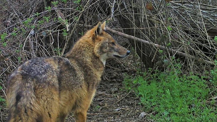 Αυξάνεται ο πληθυσμός του τσακαλιού σε ολόκληρη την Ελλάδα - dasarxeio.com