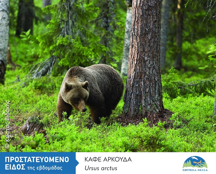 ΚΑΦΕ ΑΡΚΟΥΔΑ - dasarxeio.com